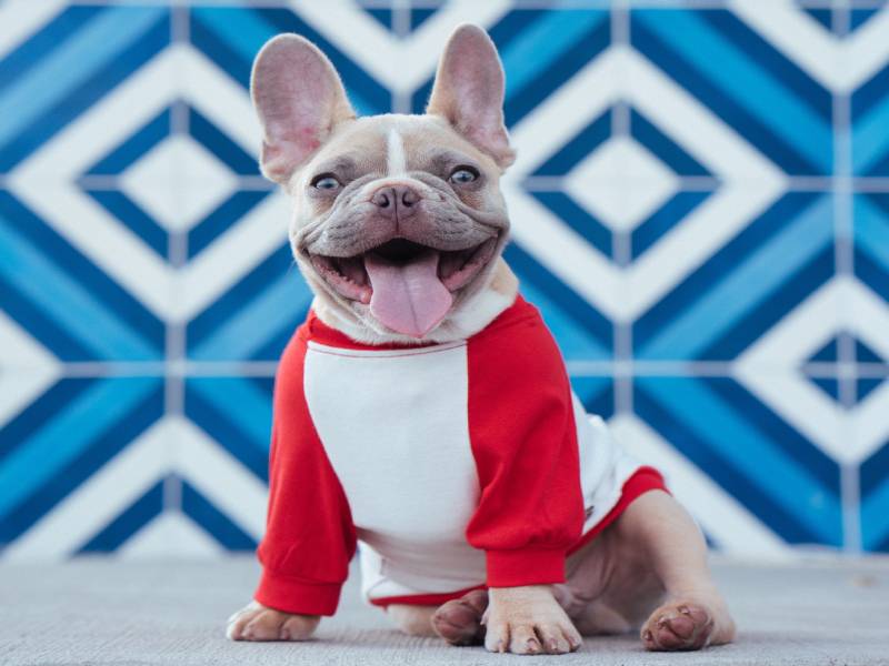 Shop | Online Experience at Boston Bella LLC ™️
